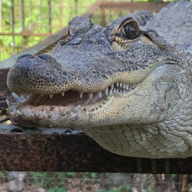 Two By Two Animal Haven Inc. – Bringing our animals to you!