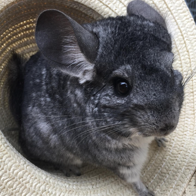 Two By Two Animal Haven Inc. – Bringing our animals to you!